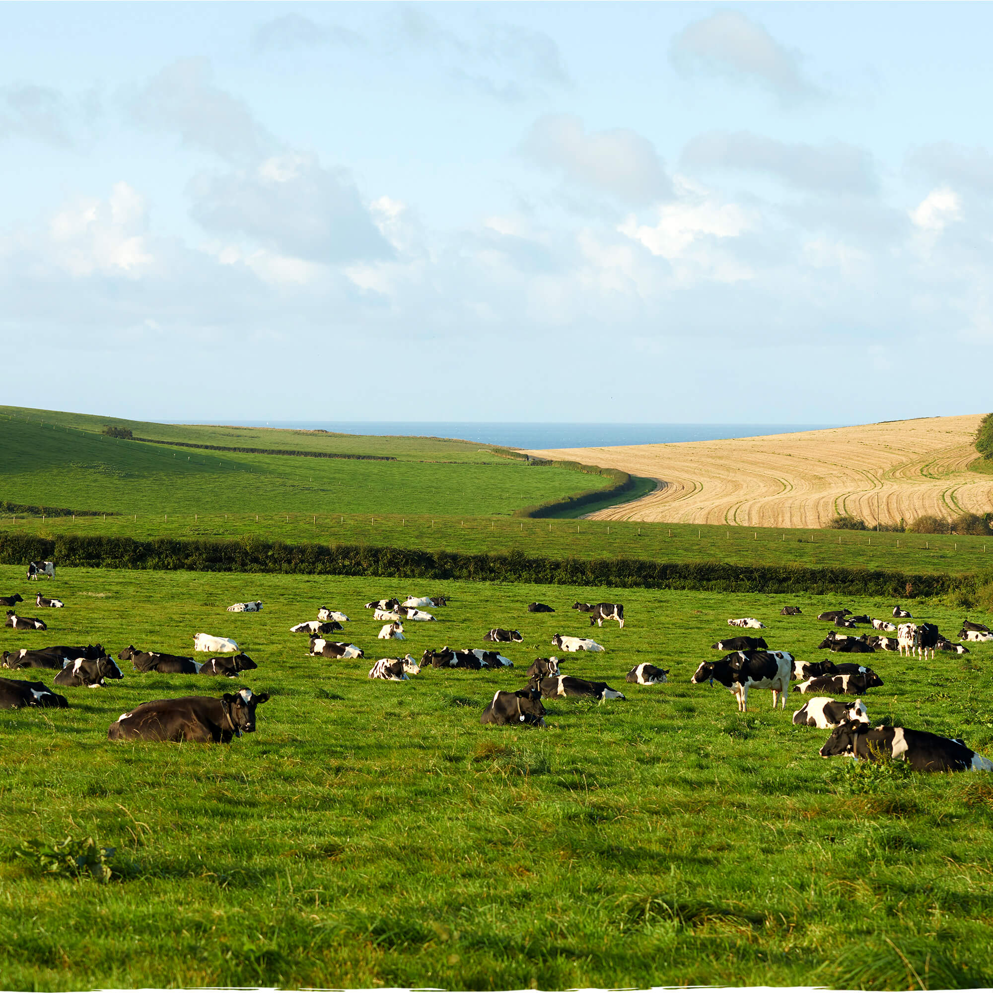 Milk&More | Milk & More Home Delivery Service